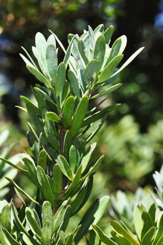 Podocarpus latifolius | Tree SA