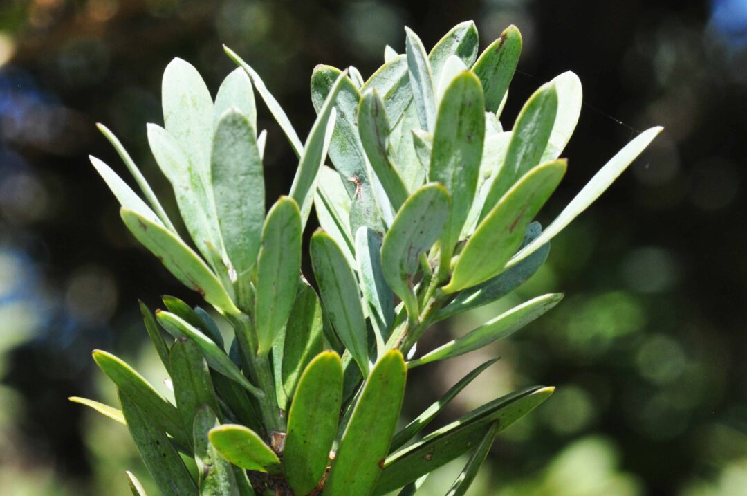 Podocarpus latifolius | Tree SA
