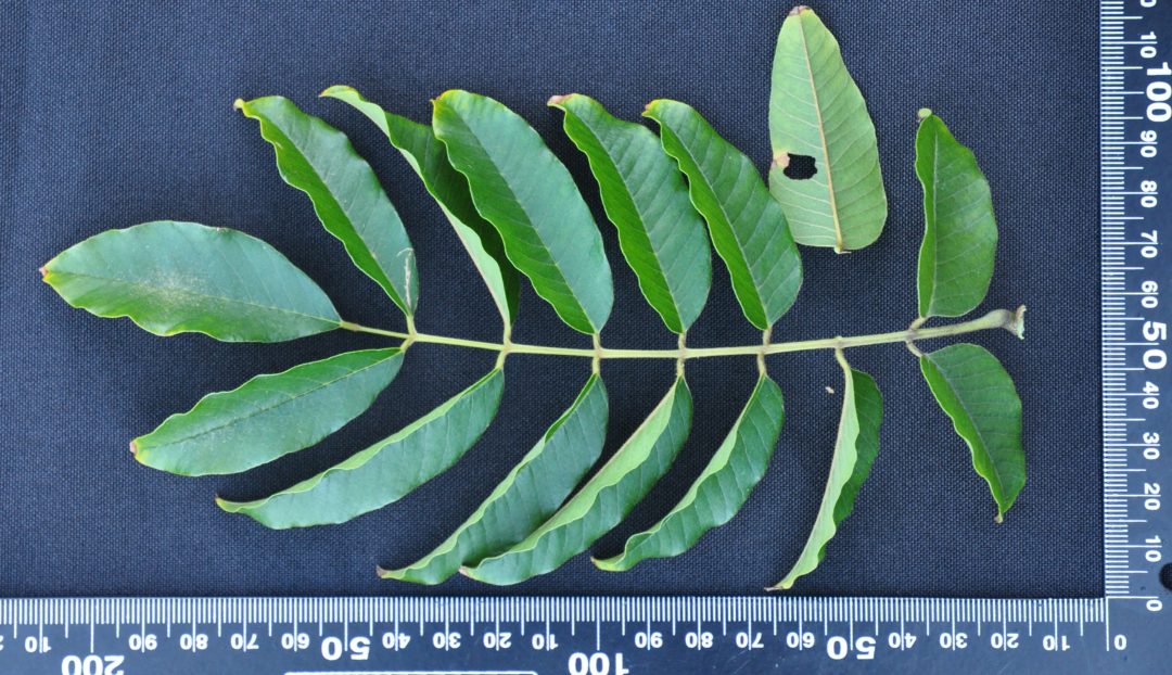 Millettia grandis | Tree SA