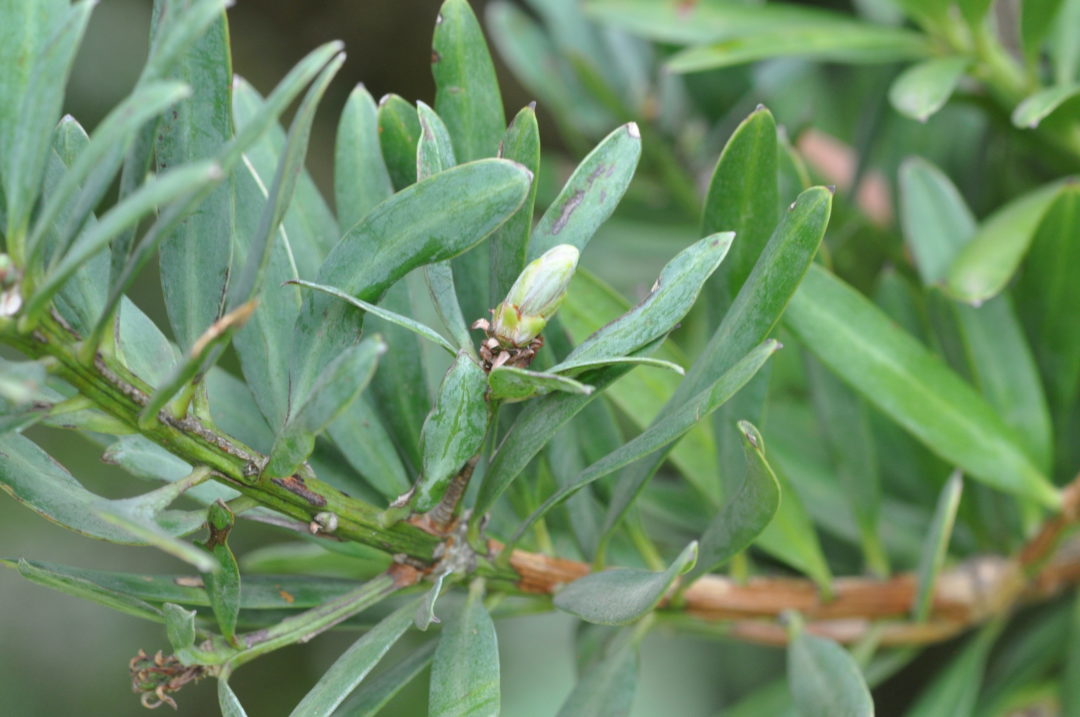 Podocarpus latifolius | Tree SA