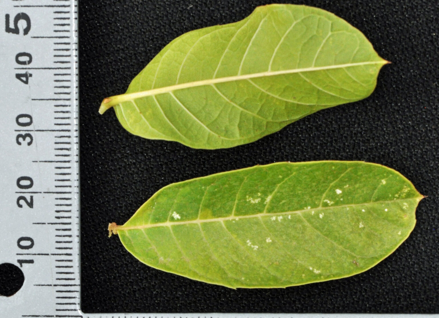Khaya anthotheca | Tree SA
