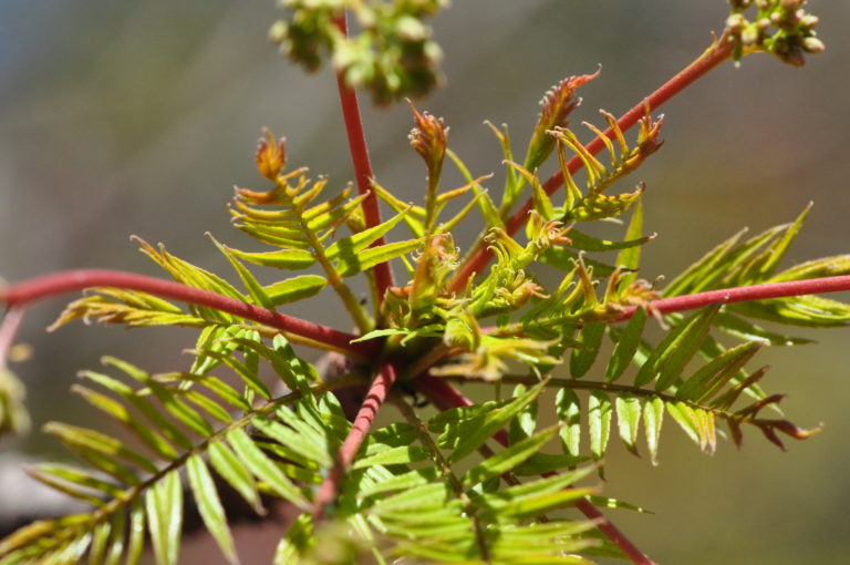 Kirkia wilmsii | Tree SA
