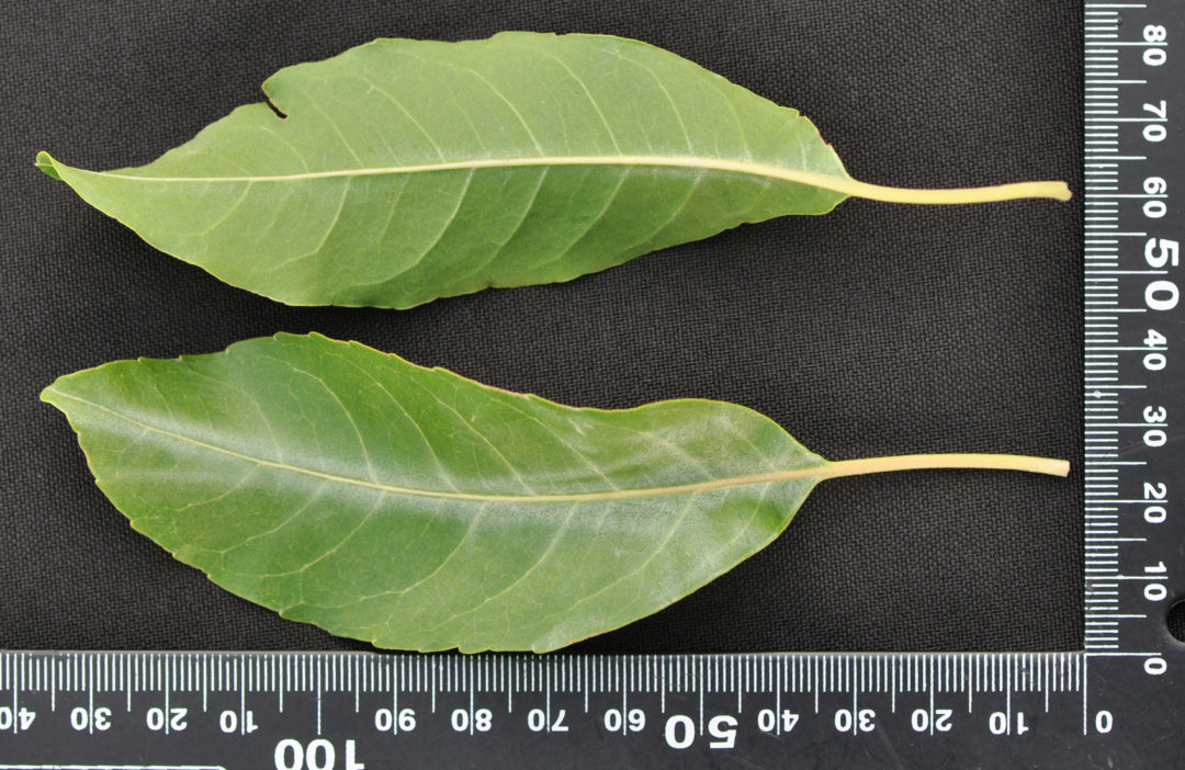 Nuxia floribunda | Tree SA