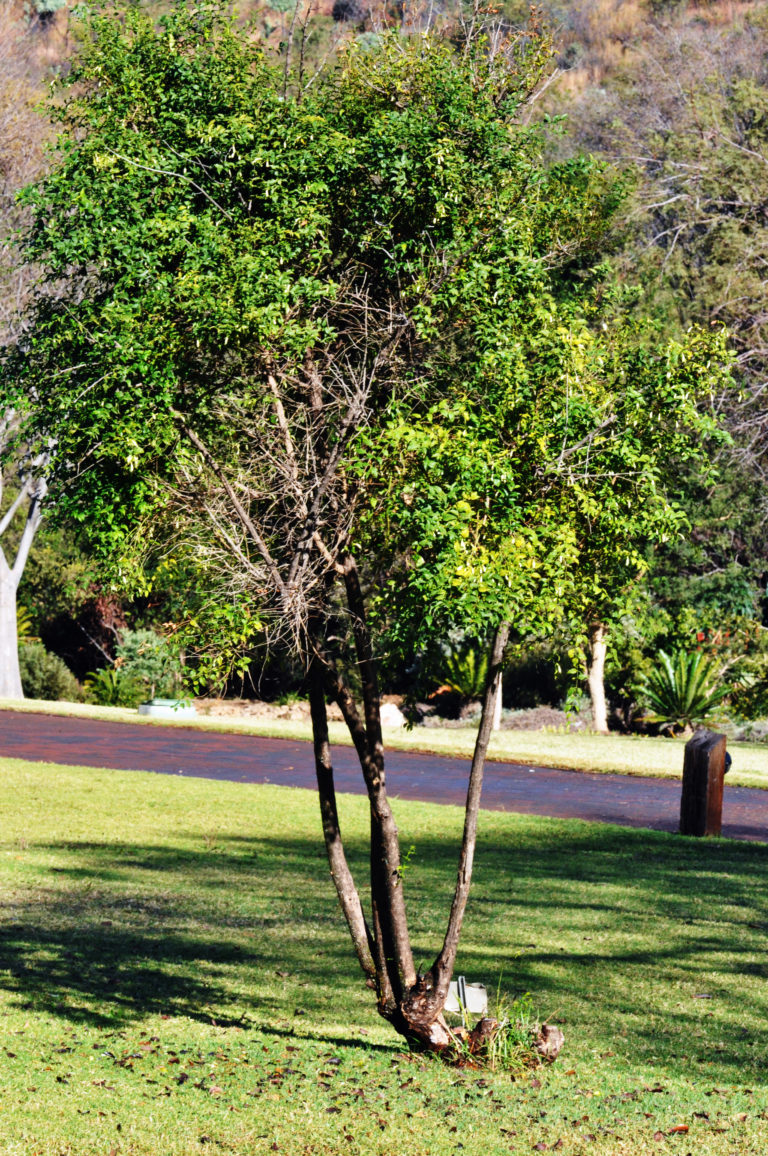 Halleria lucida | Tree SA