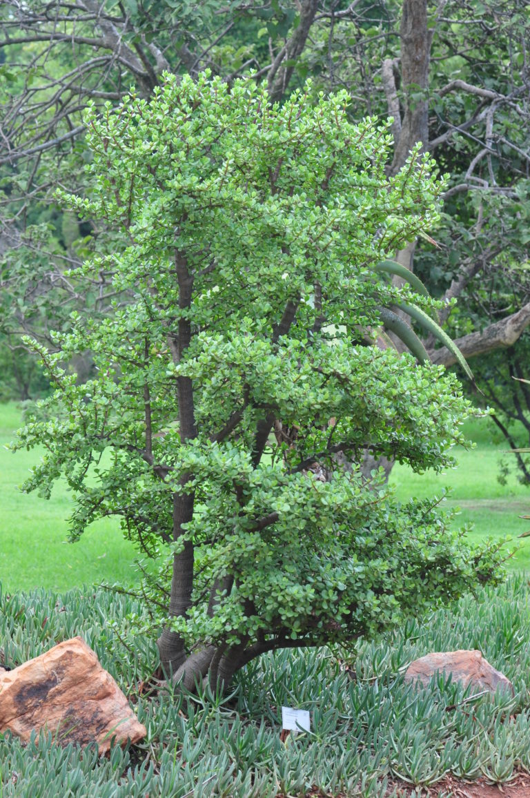 Portulacaria afra | Tree SA