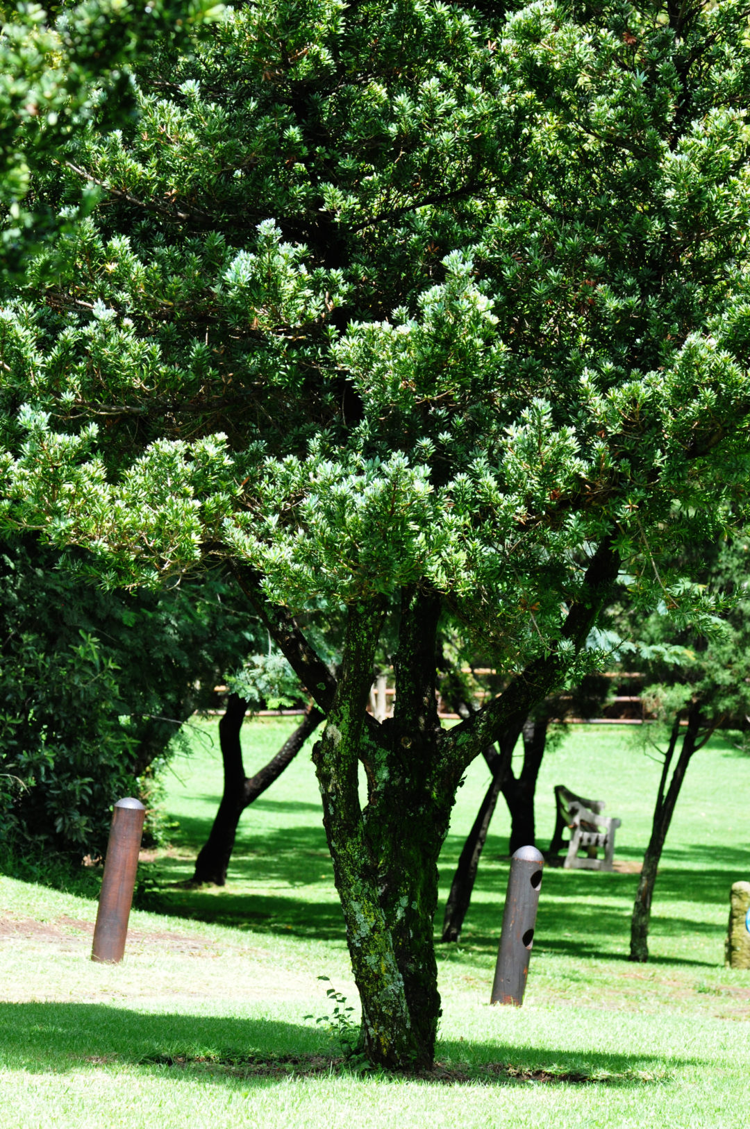 Podocarpus latifolius | Tree SA