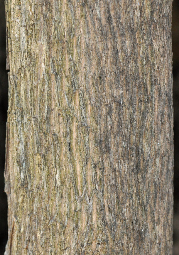 Nuxia oppositifolia | Tree SA