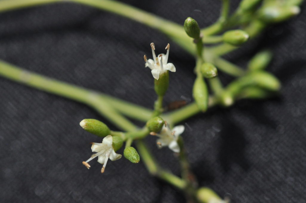 Nuxia oppositifolia | Tree SA