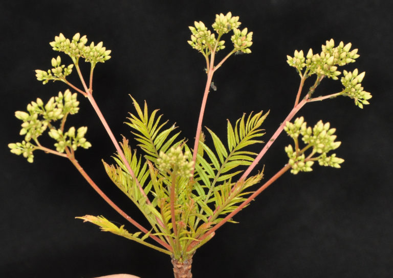 Kirkia wilmsii | Tree SA