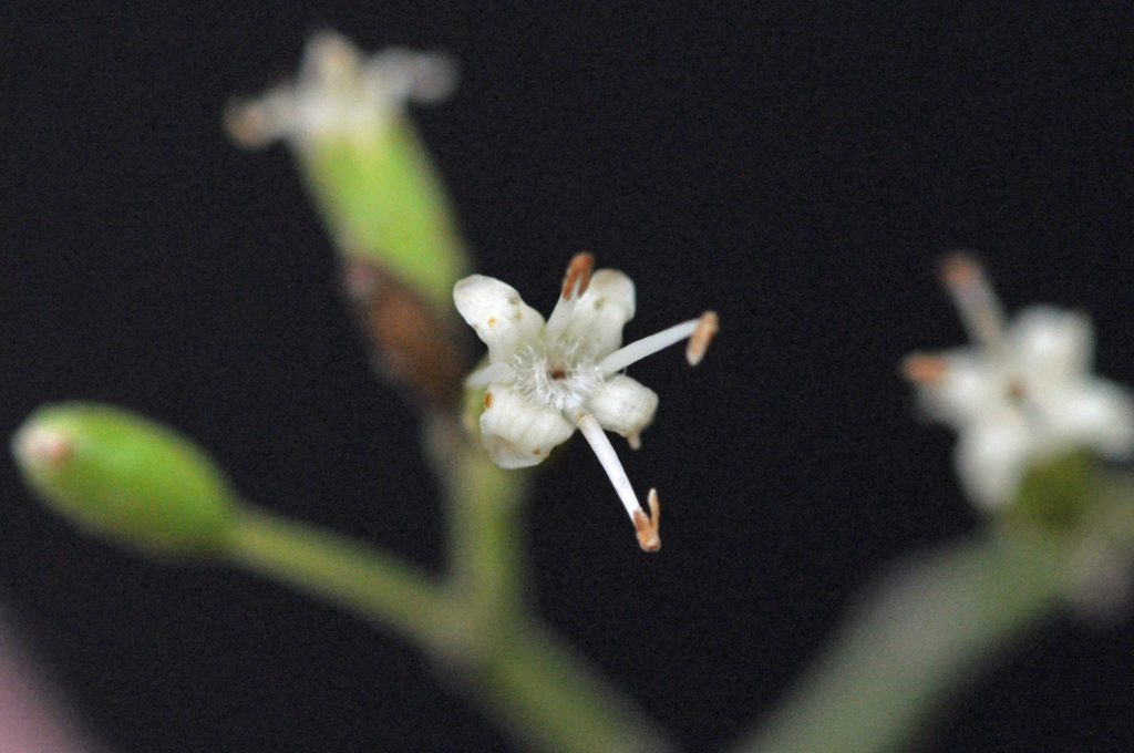 Nuxia oppositifolia | Tree SA