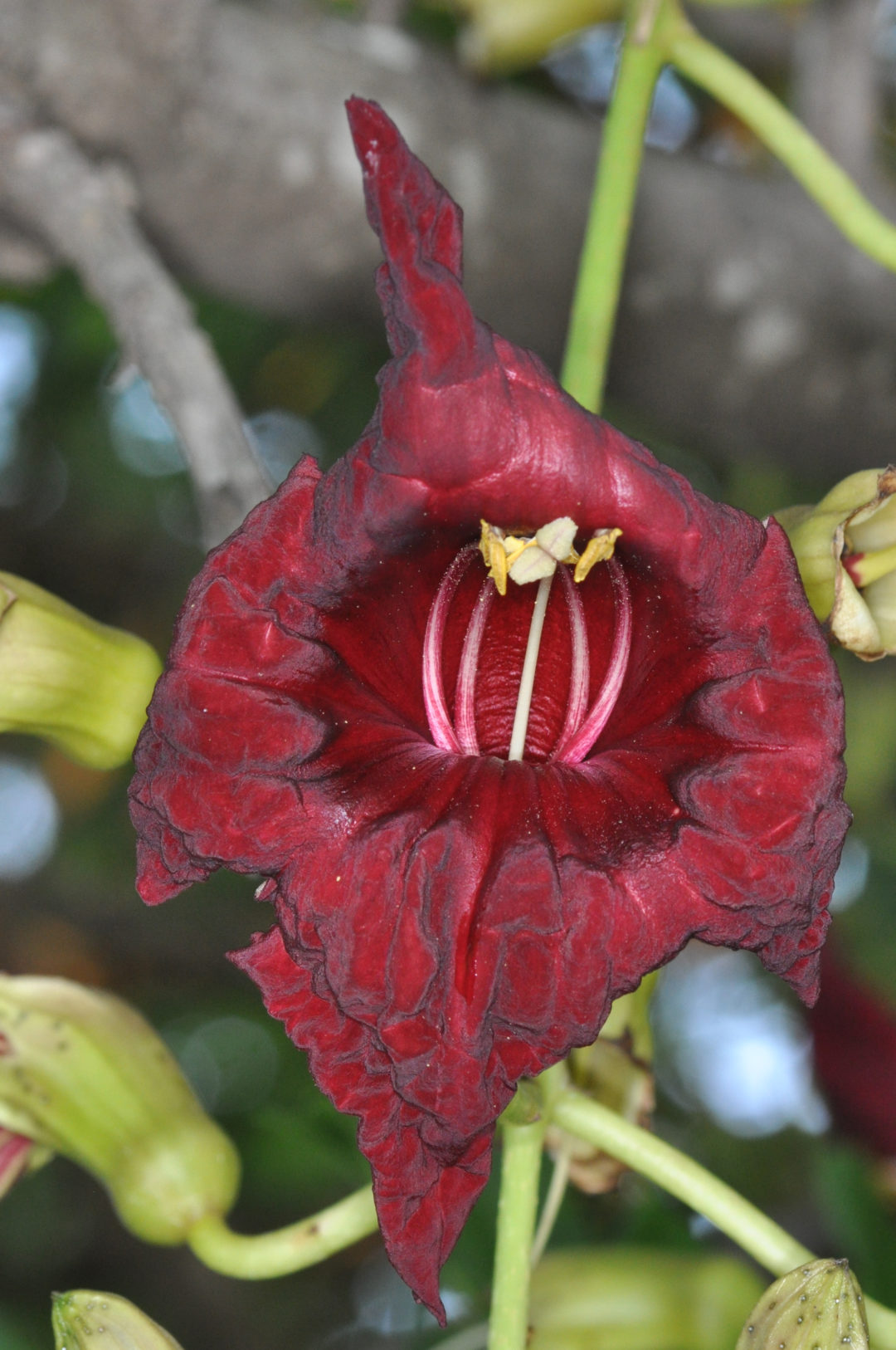 Kigelia africana | Tree SA
