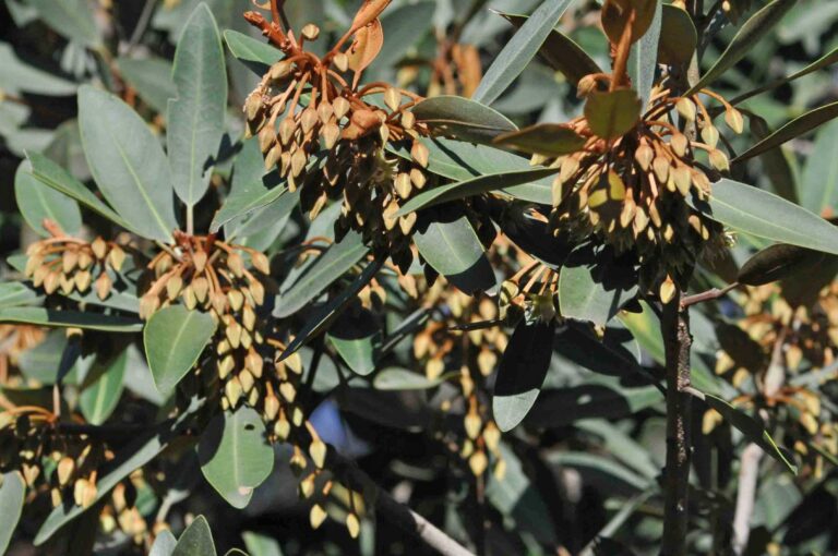 Mimusops zeyheri | Tree SA
