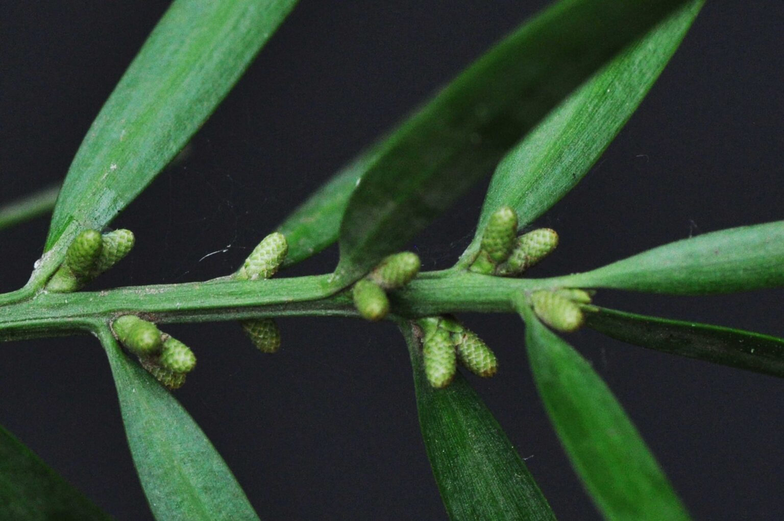 Podocarpus falcatus | Tree SA