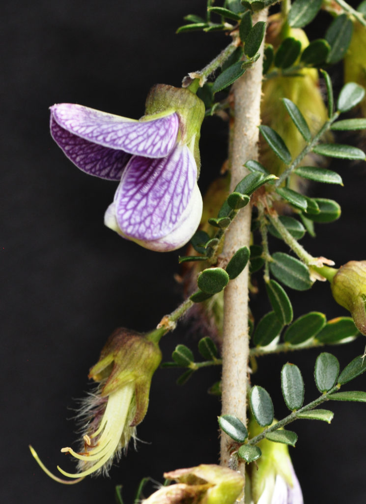 Ormocarpum trichocarpum | Tree SA