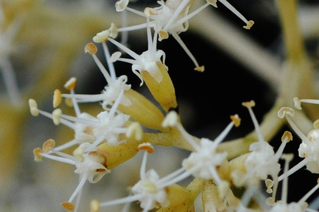 Nuxia floribunda | Tree SA