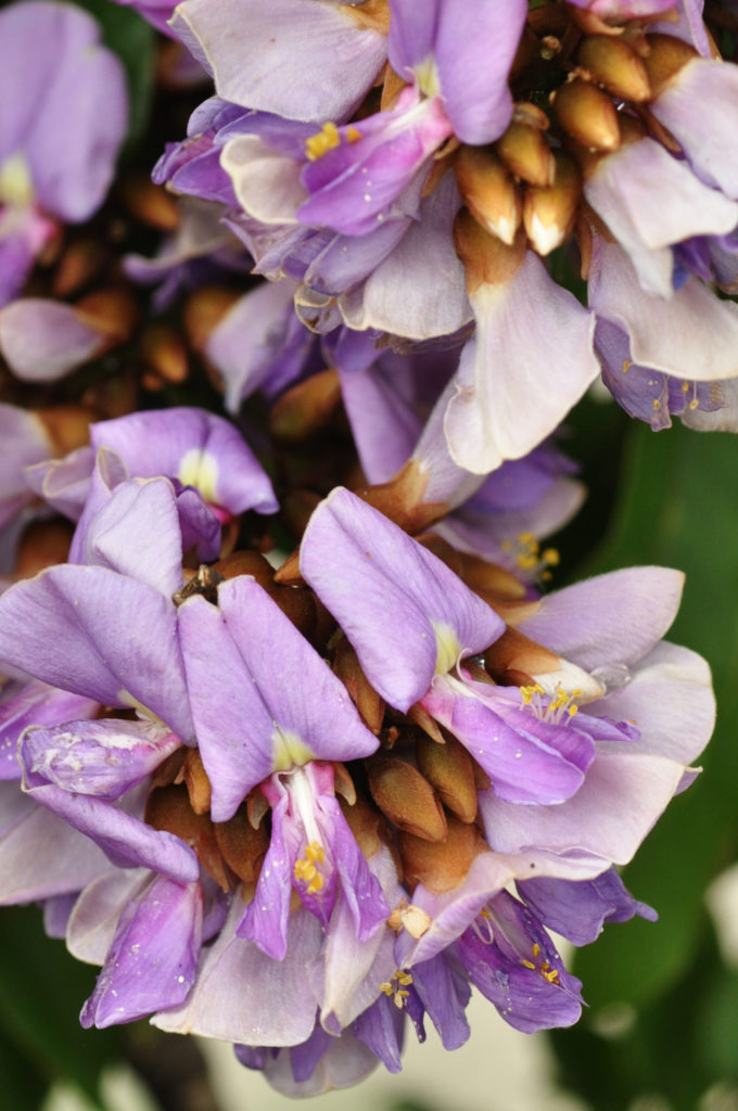Millettia grandis | Tree SA