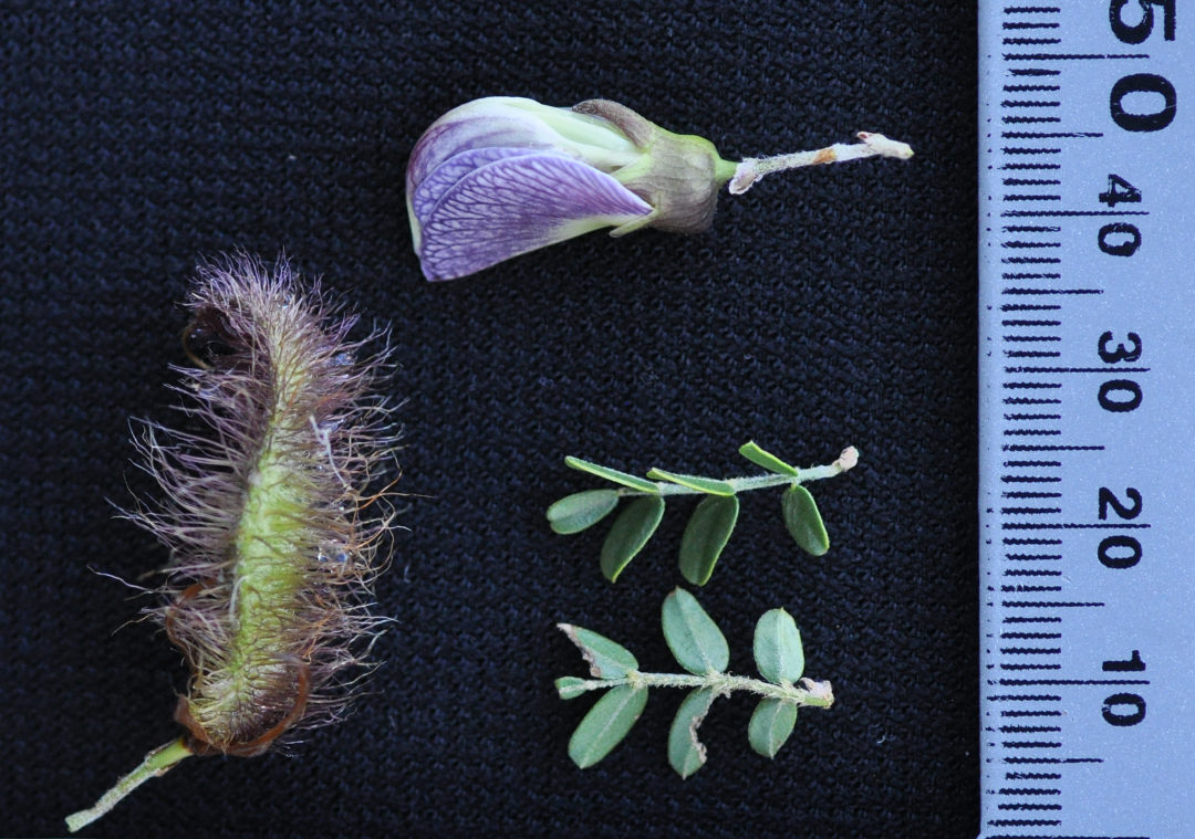 Ormocarpum trichocarpum | Tree SA