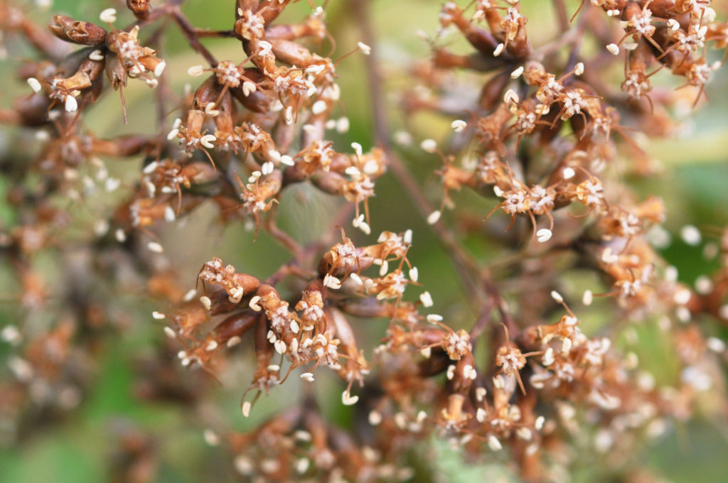 Nuxia floribunda | Tree SA