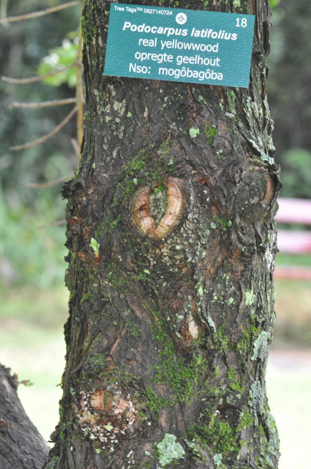 Podocarpus latifolius | Tree SA