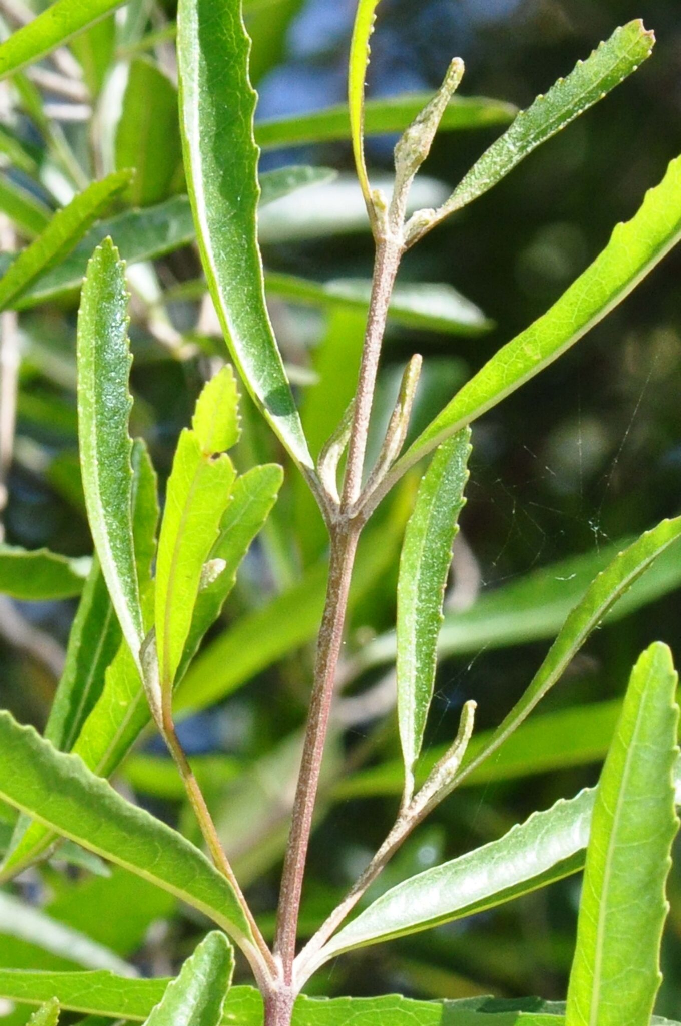 Nuxia oppositifolia | Tree SA