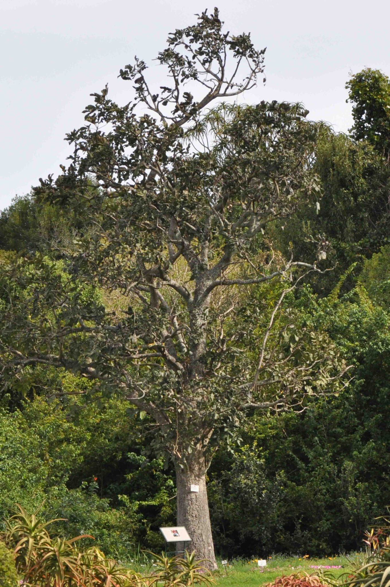 Kigelia africana | Tree SA