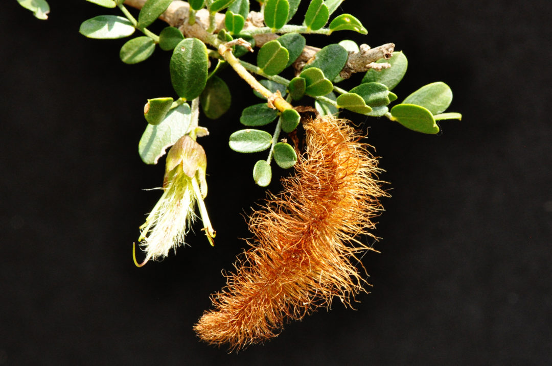 Ormocarpum trichocarpum | Tree SA