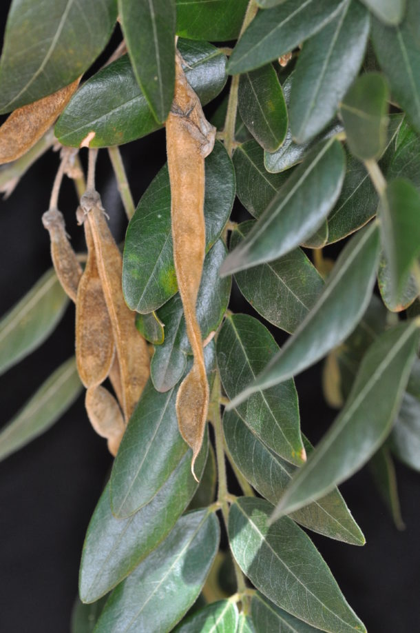 Mundulea sericea | Tree SA