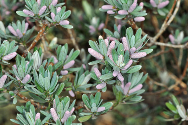 Podocarpus latifolius | Tree SA
