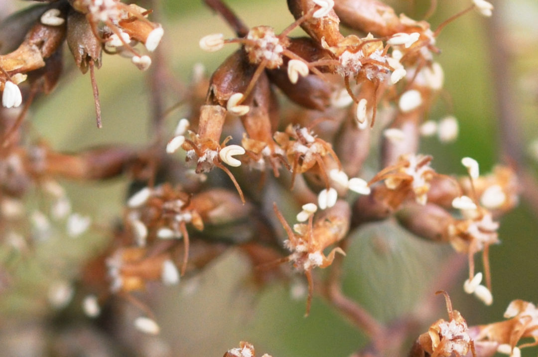 Nuxia floribunda | Tree SA