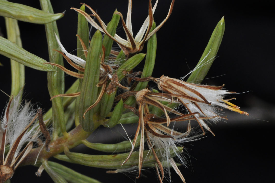 Kirkia wilmsii | Tree SA