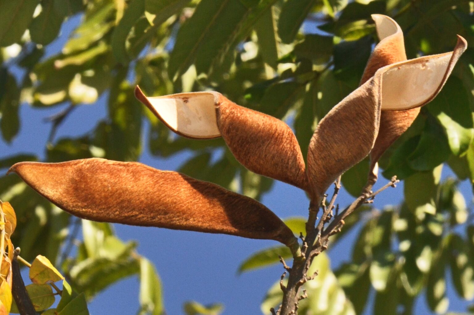 Millettia grandis | Tree SA