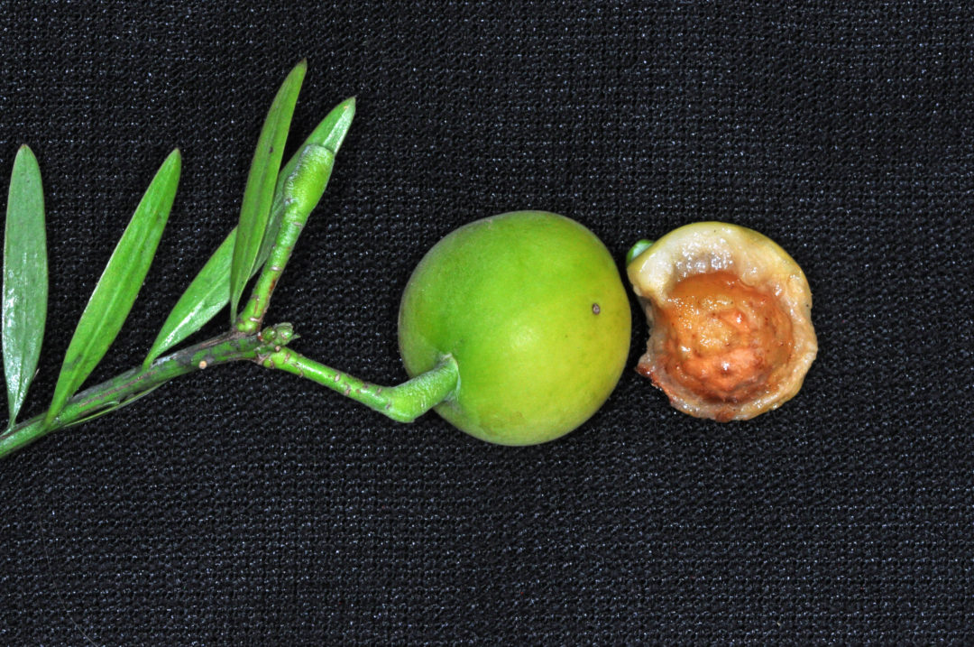 Podocarpus falcatus | Tree SA