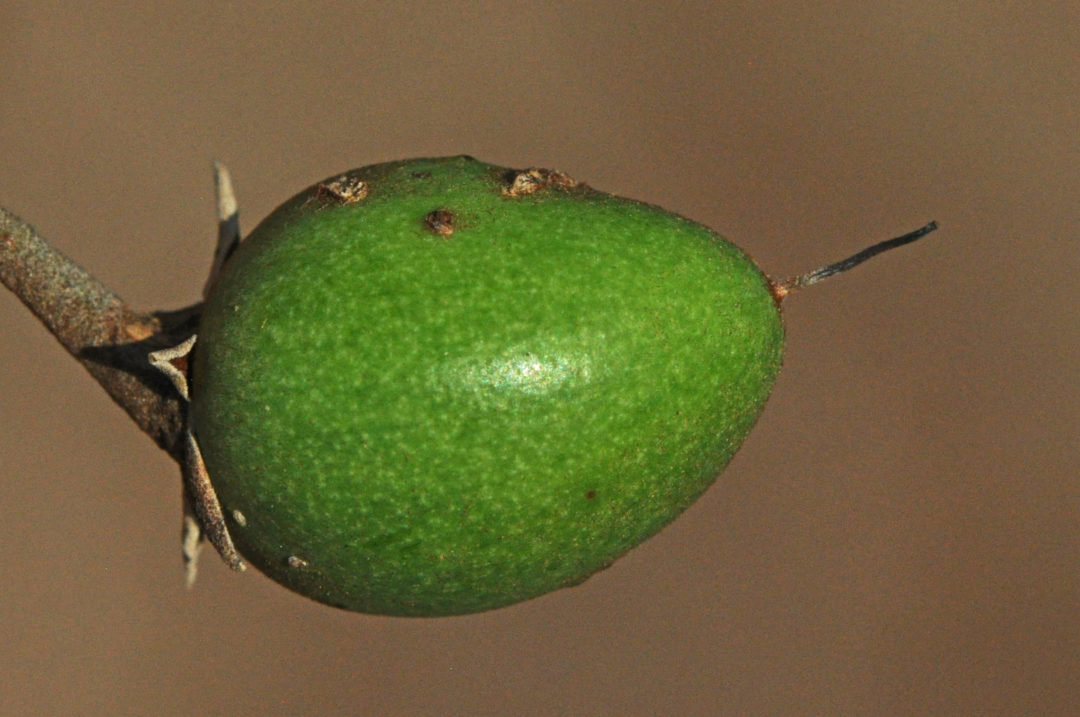 Mimusops obovata | Tree SA