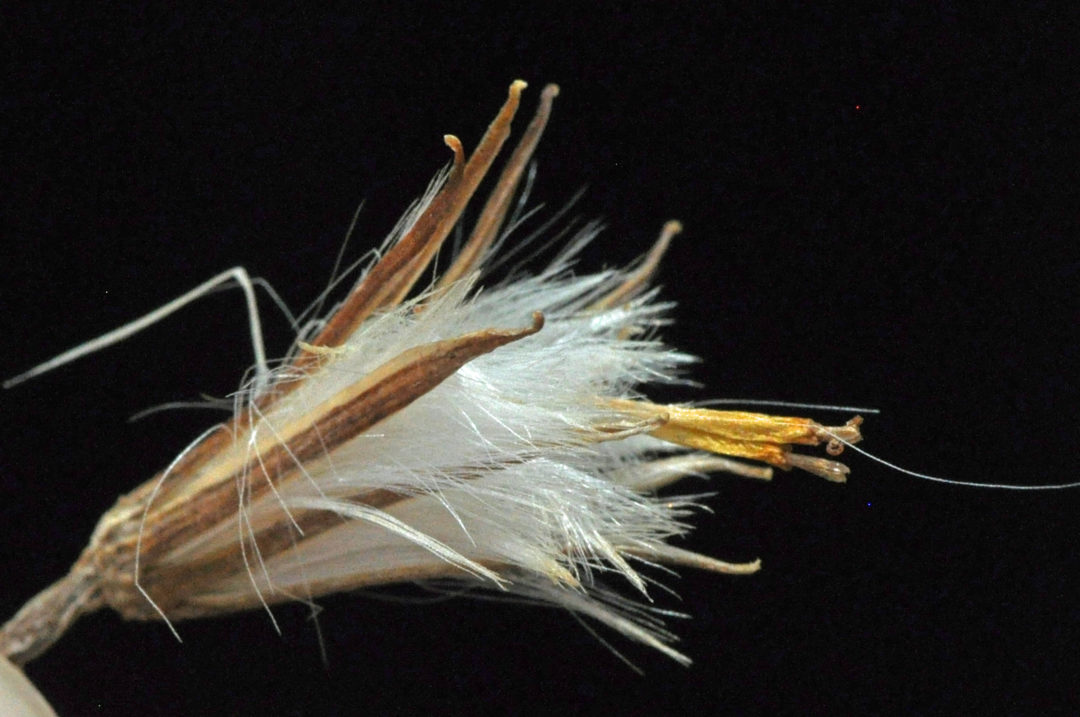 Kirkia wilmsii | Tree SA