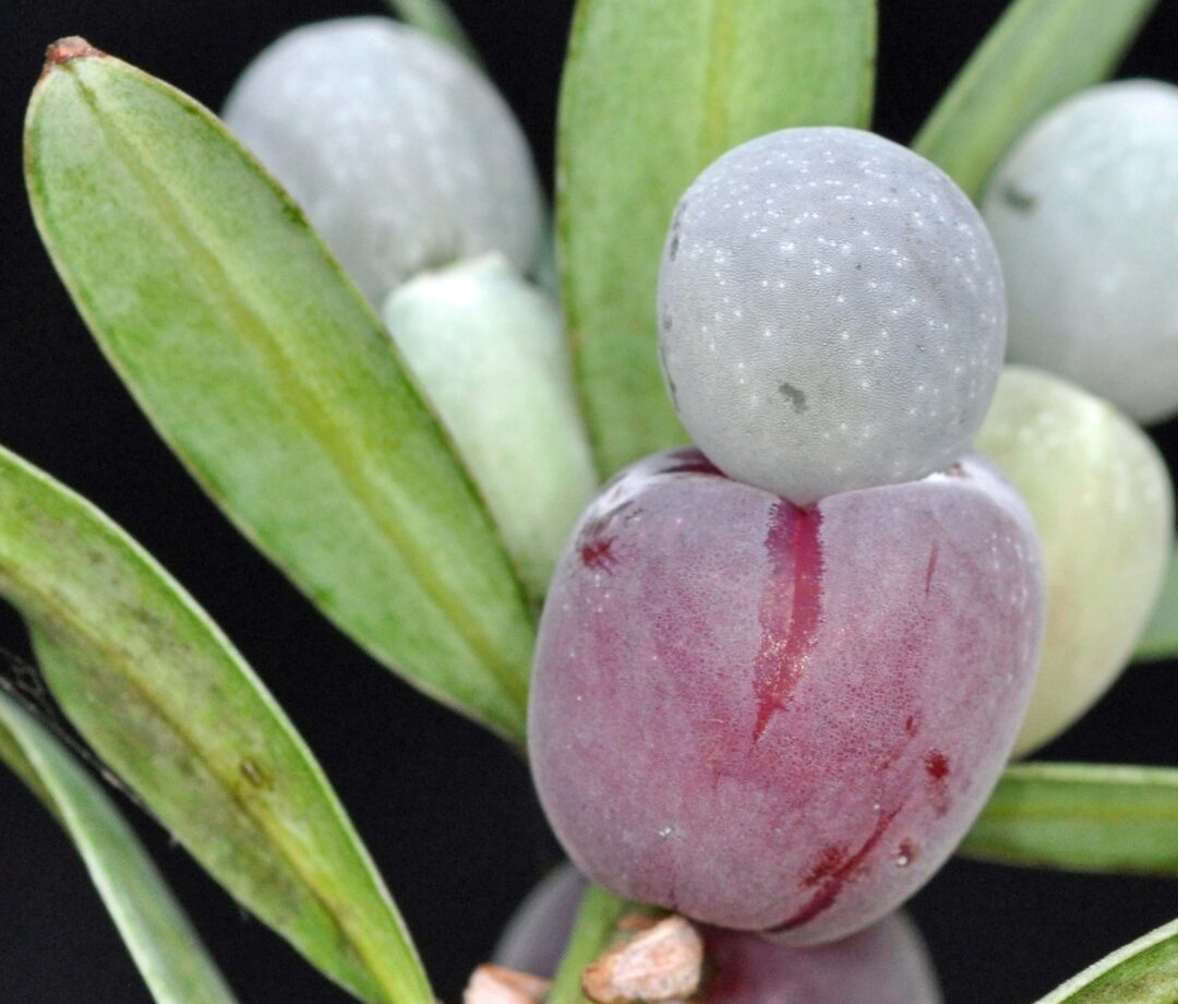 Podocarpus latifolius | Tree SA
