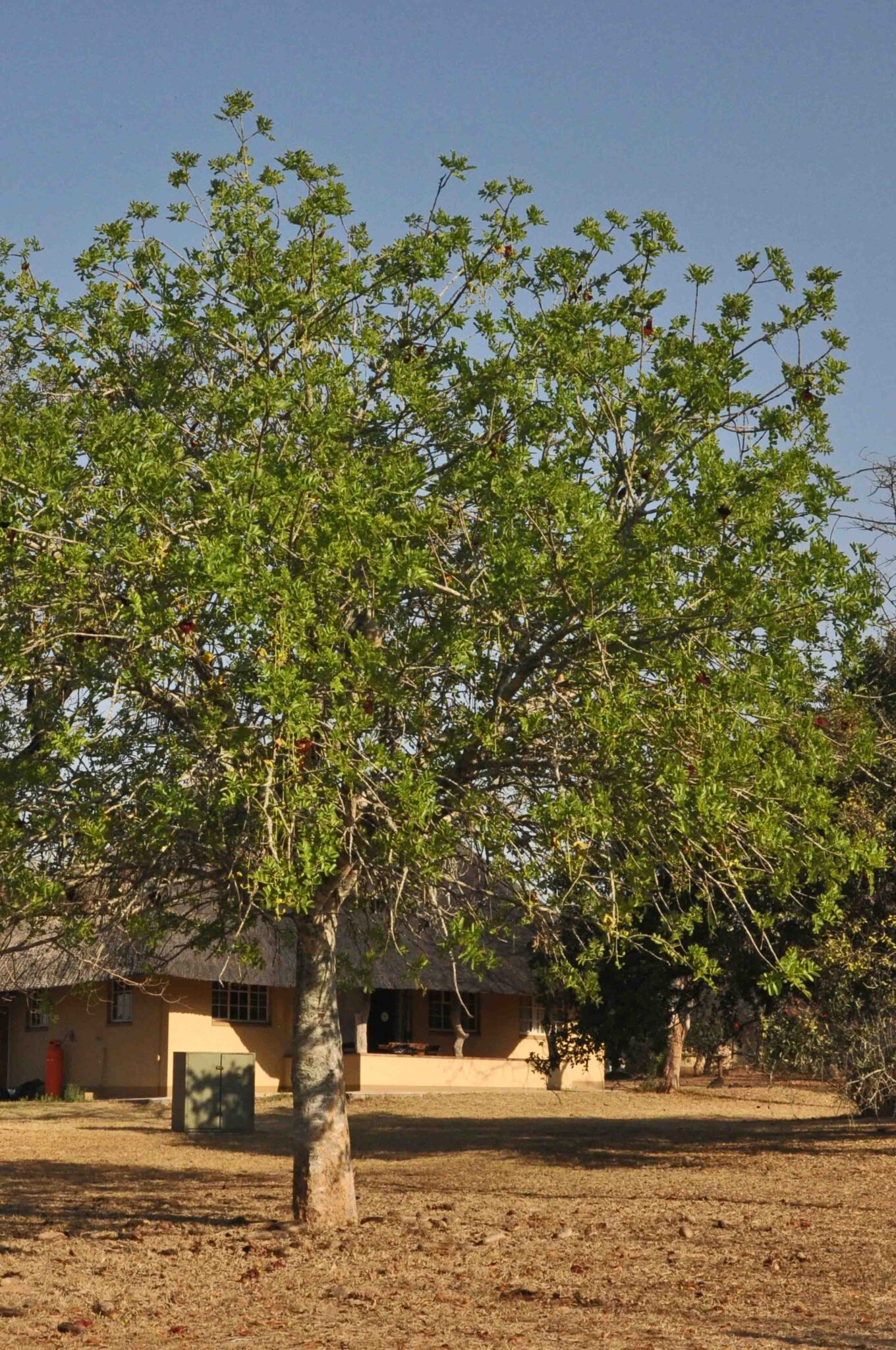 Kigelia africana | Tree SA