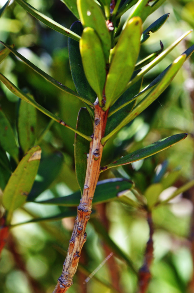 Podocarpus latifolius | Tree SA