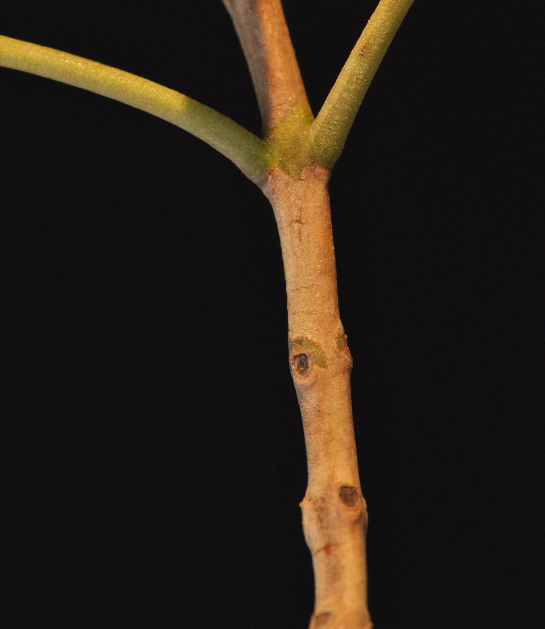 Nuxia floribunda | Tree SA
