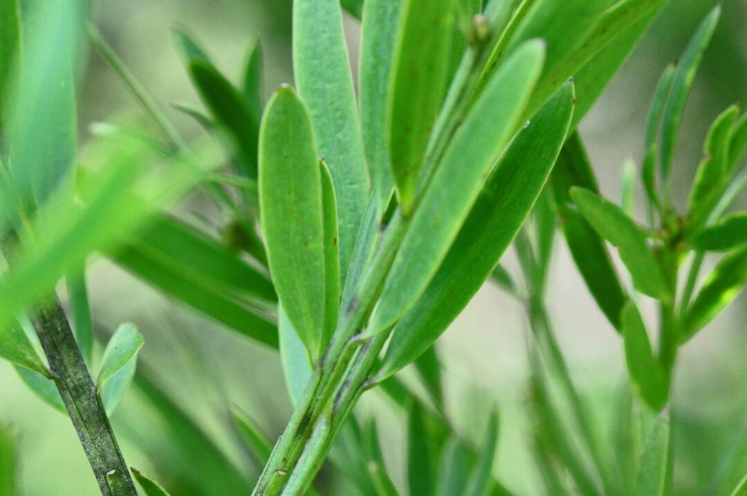 Podocarpus falcatus | Tree SA