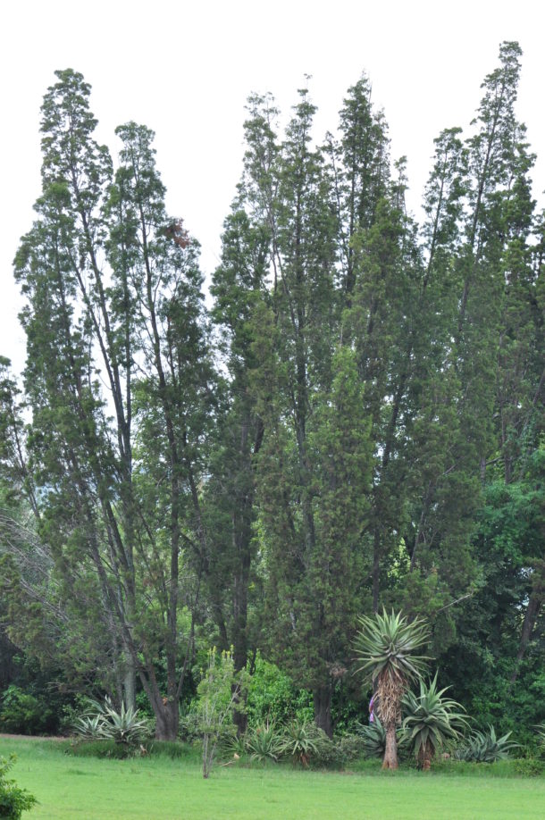 Widdringtonia schwarzii | Tree SA