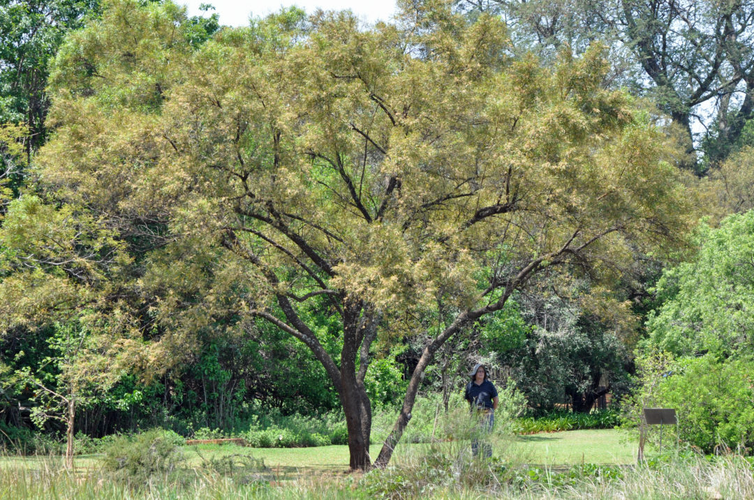 Searsia lancea | Tree SA