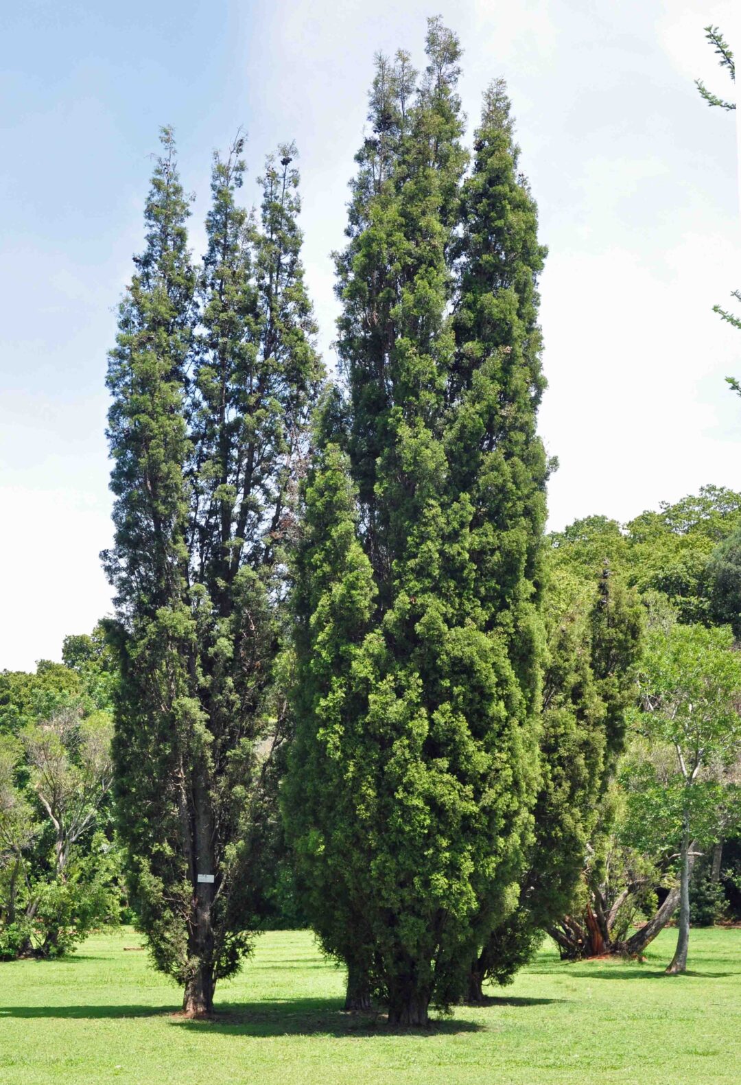 Widdringtonia nodiflora | Tree SA