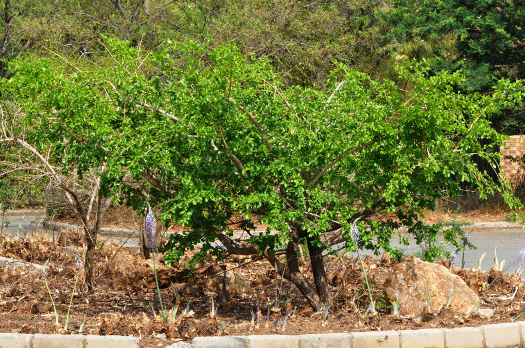 Strychnos madagascariensis | Tree SA