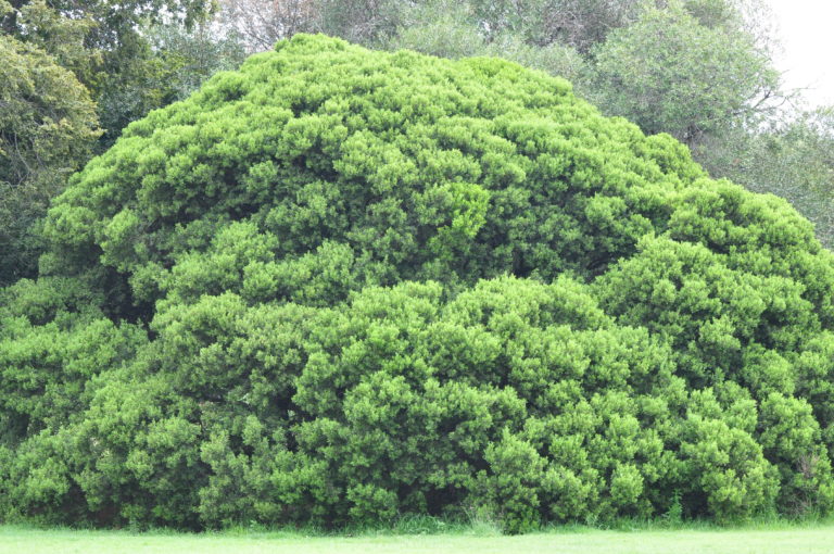 Searsia undulata | Tree SA