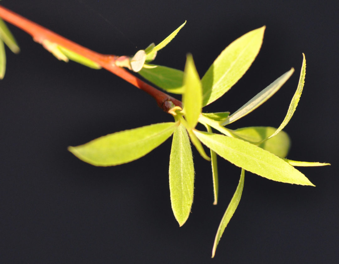 Salix mucronata subsp. mucronata | Tree SA