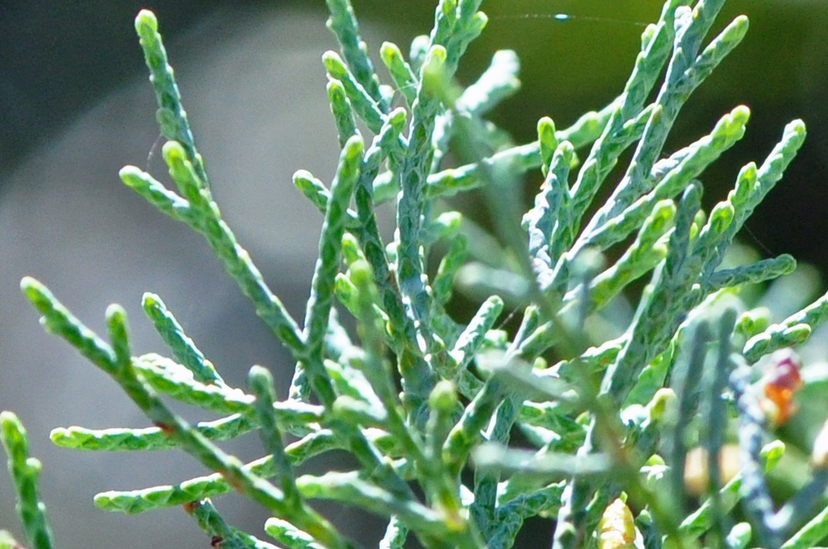 Widdringtonia nodiflora | Tree SA