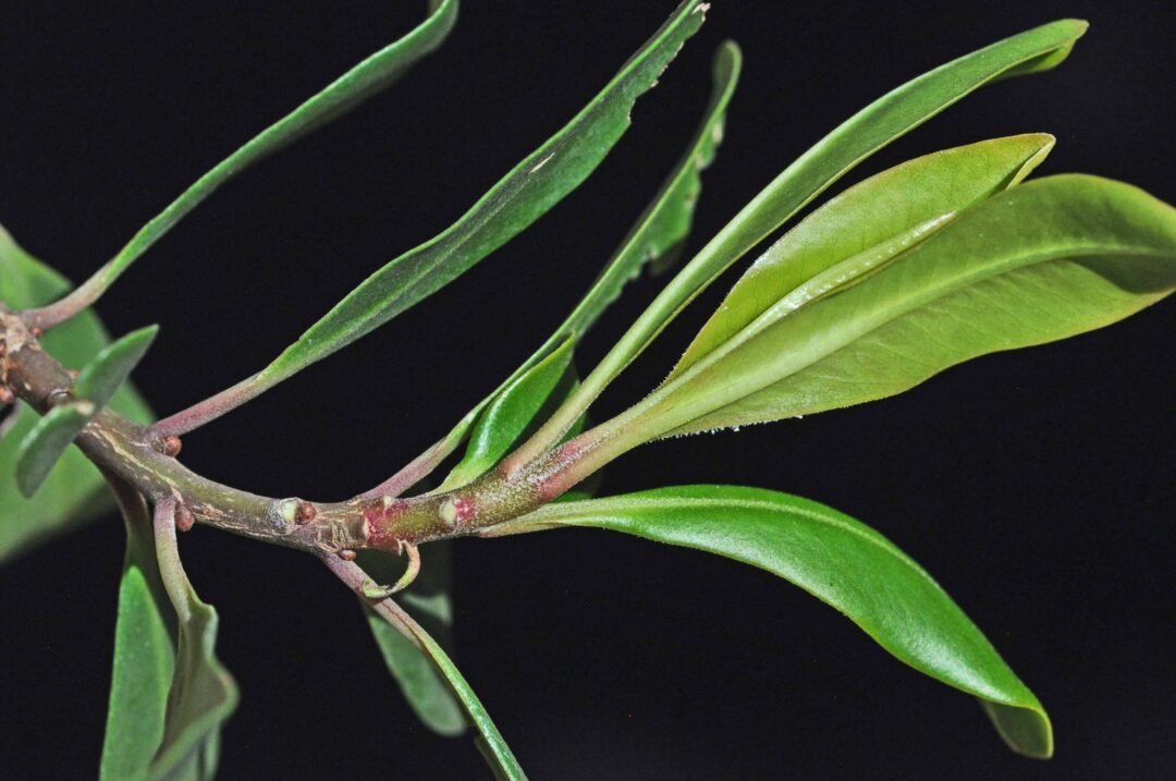 Rapanea melanophloeos | Tree SA