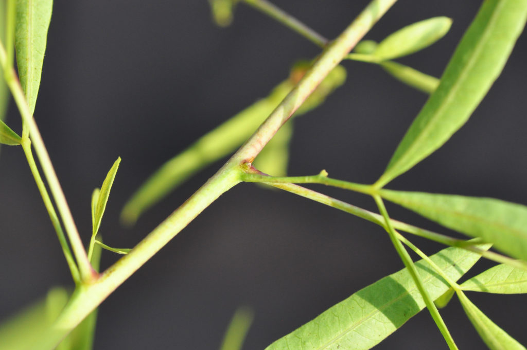 Searsia pendulina | Tree SA