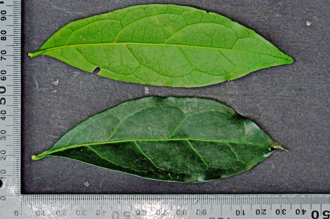 Rothmannia globosa | Tree SA