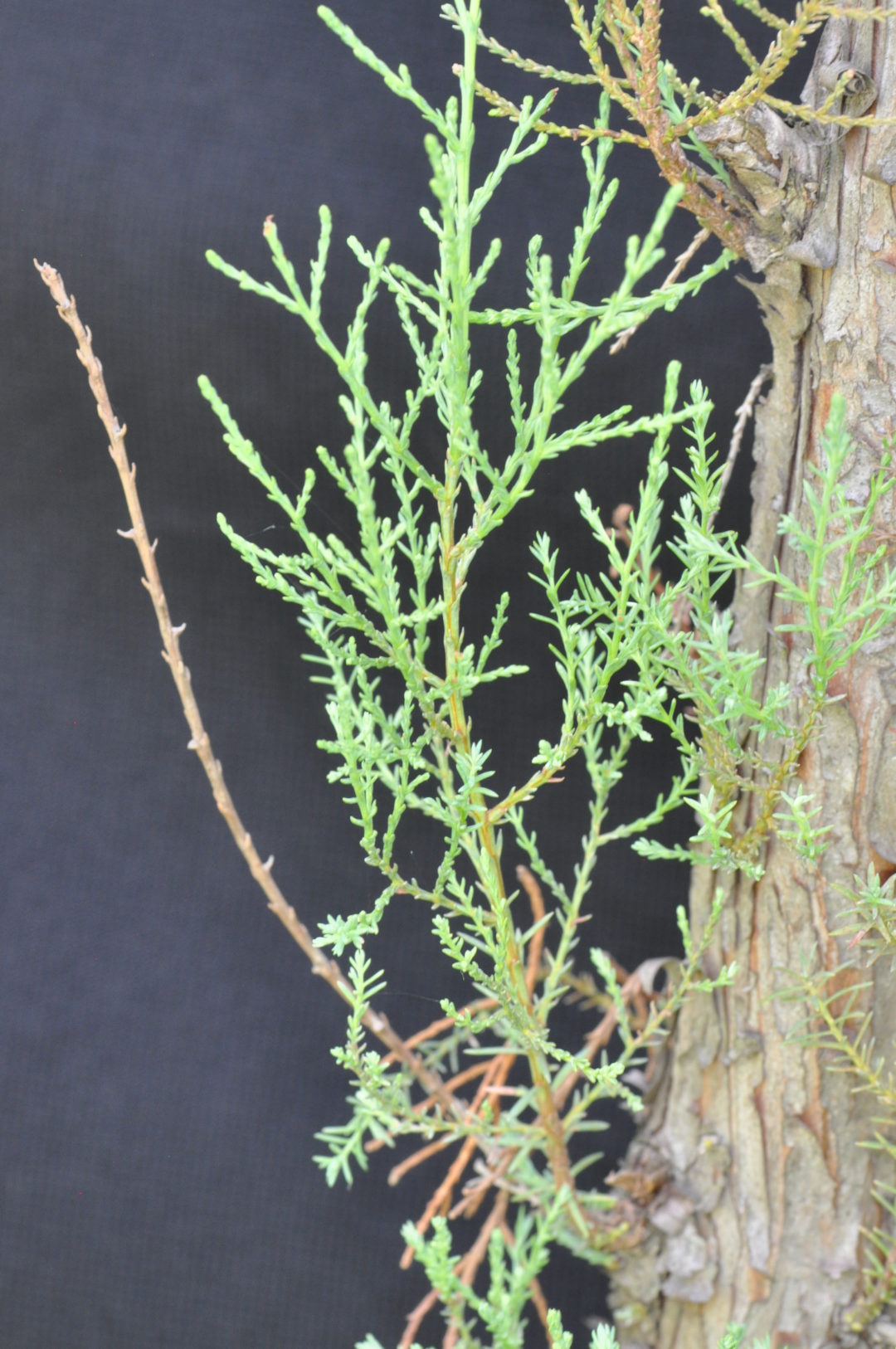Widdringtonia nodiflora | Tree SA